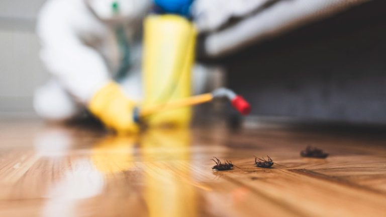 Effective Pest Control Strategies In Orange County - Mobile Home PR